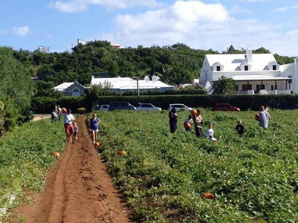 Wadson's Farm - Southampton Farmer's Market - HappyCow