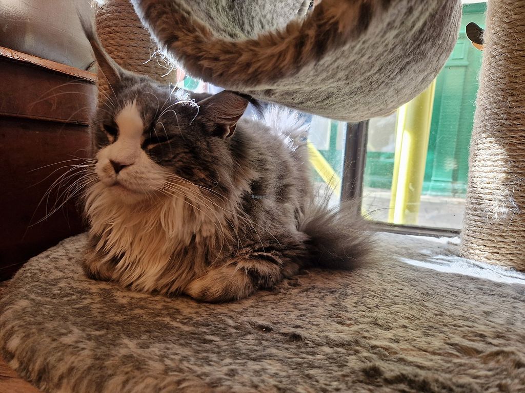 CLOSED: Steampuss Cat Lounge - Scarborough Other - HappyCow