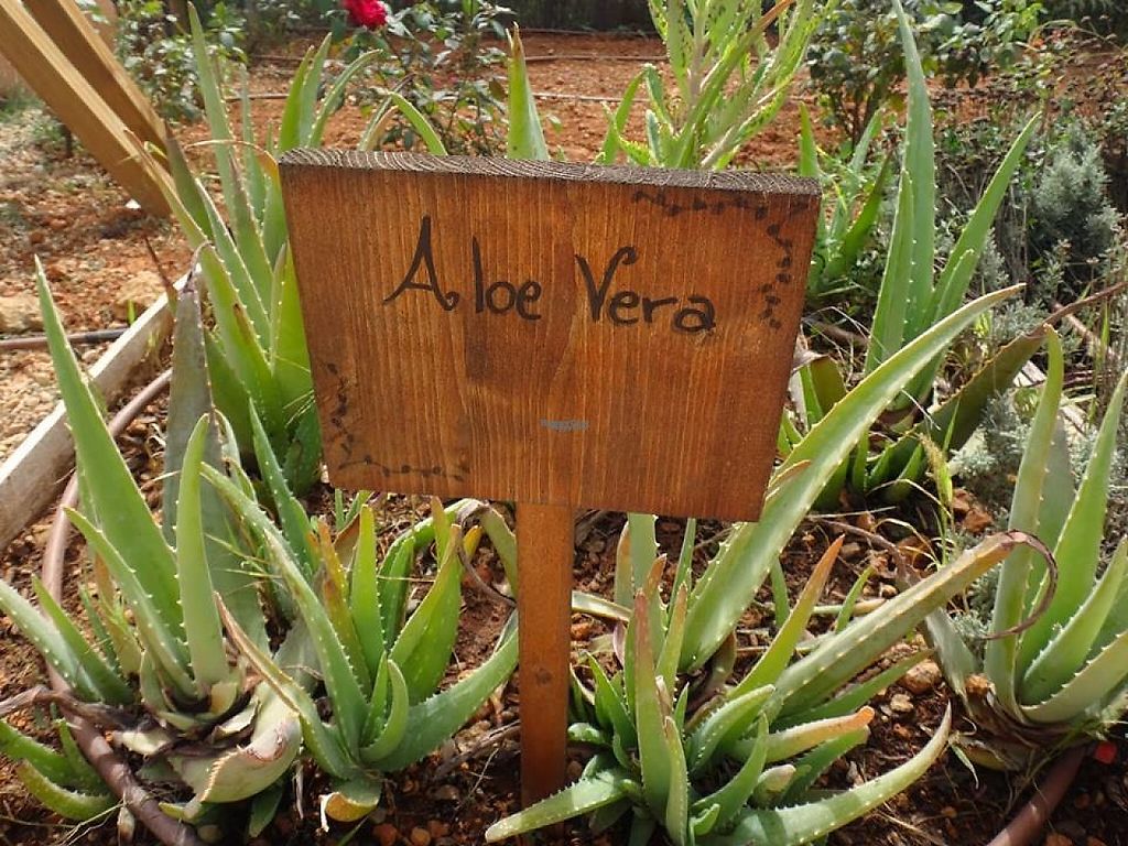 CLOSED: Casita Verde - Ibiza Organization - HappyCow