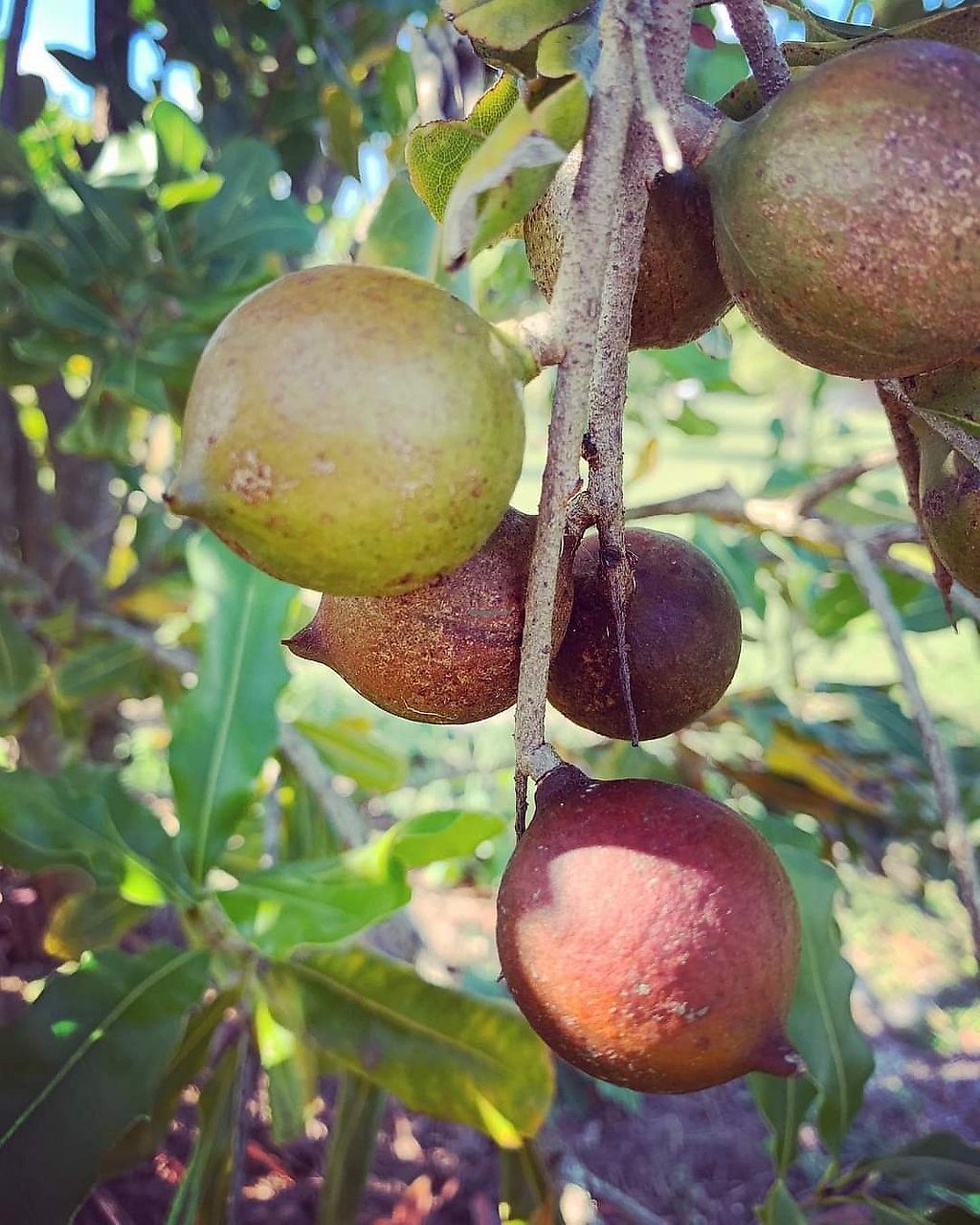 Florida Fruit Cooperative - Williams Park - St Pete Beach Florida ...