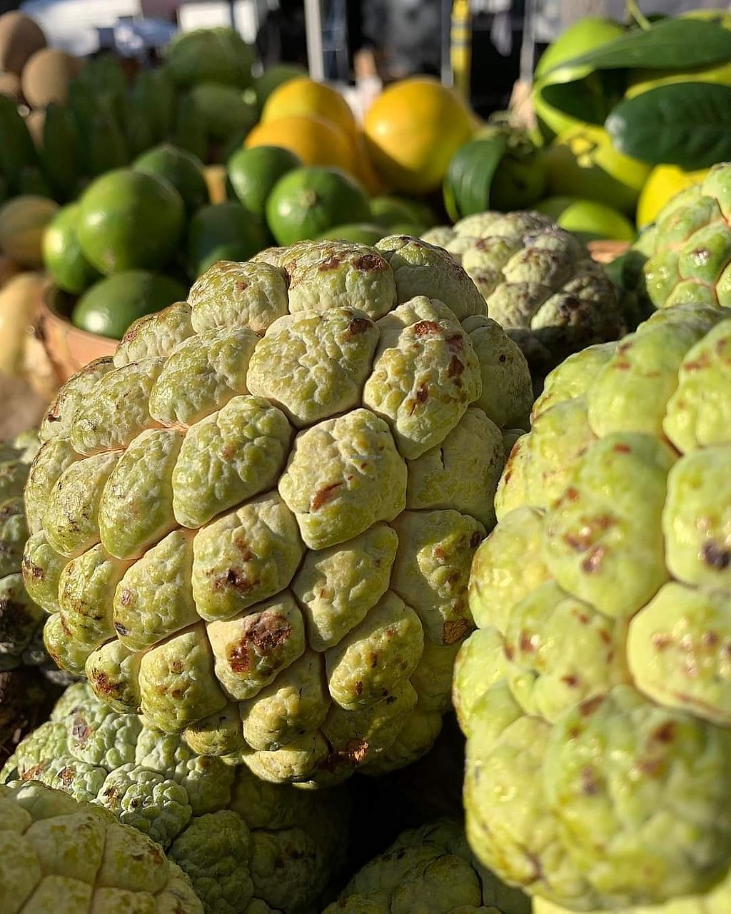 Florida Fruit Cooperative - Williams Park - St Pete Beach Florida ...