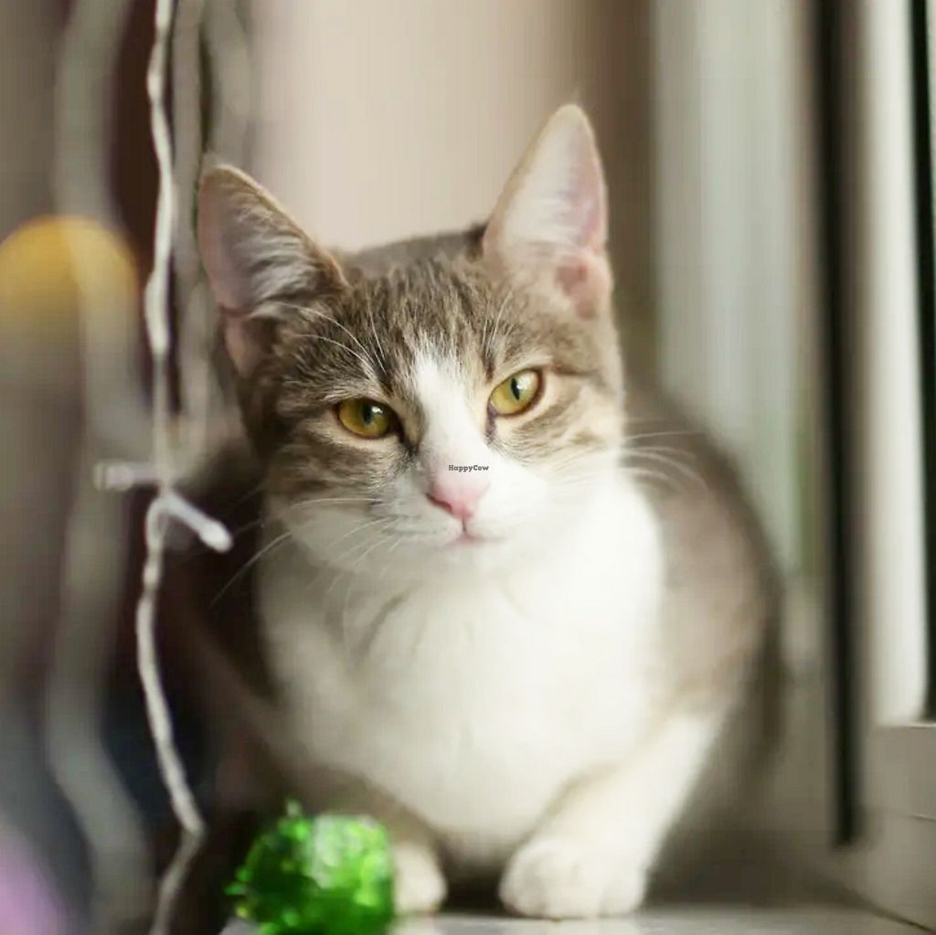 Gatto - Yerevan Coffee & Tea - HappyCow