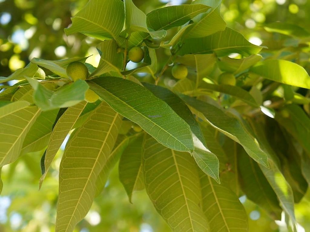 Sadhana Forest - Anse A Pitre Organization - HappyCow