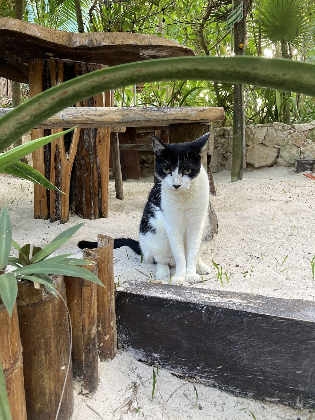 SANA SANA by Raw Love Tulum - Tulum Restaurant - HappyCow