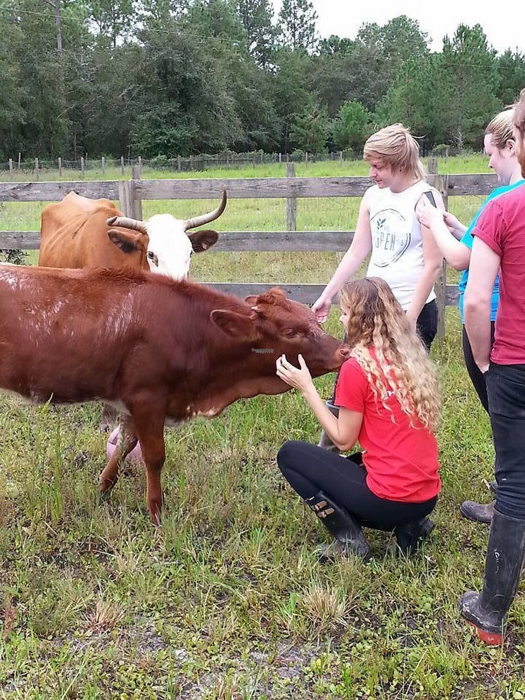 CJ Acres Animal Rescue Farm - Keystone Heights Florida Organization ...