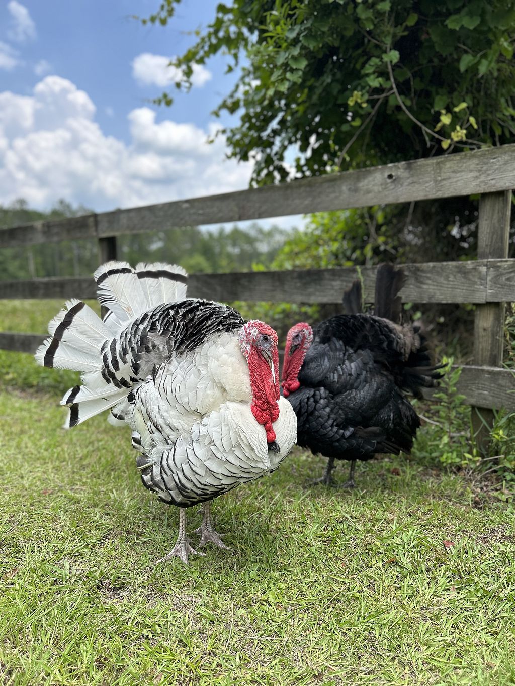 CJ Acres Animal Rescue Farm - Keystone Heights Florida Organization ...