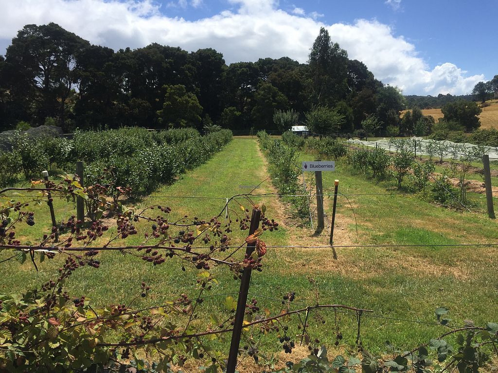 Bruny Island Berry Farm - Adventure Bay Tasmania Restaurant - HappyCow