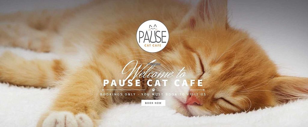 Pause Cat Cafe - Bournemouth Restaurant - HappyCow