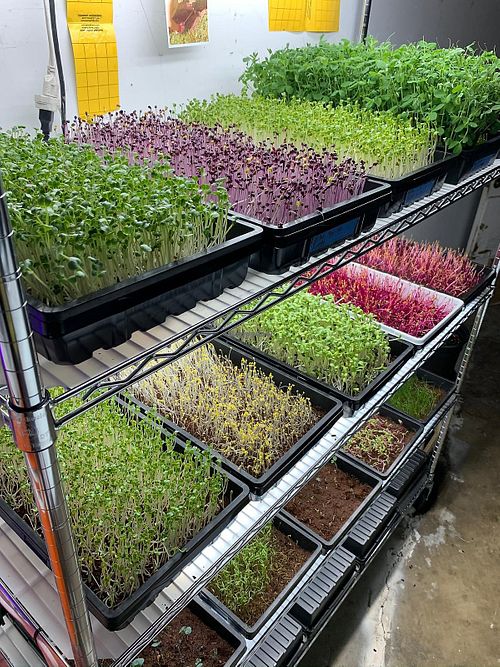 CLOSED: Max's Microgreens - Canoga Park California Delivery - HappyCow