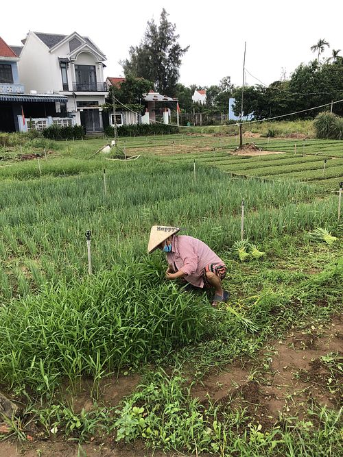 Eat Hoi An - Hoi An Other - HappyCow