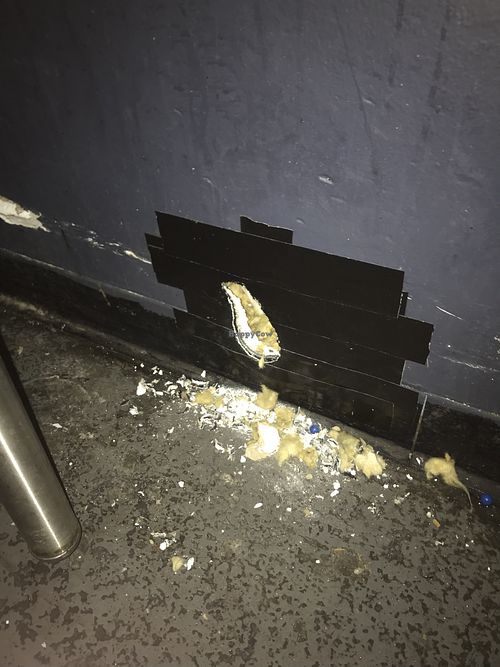 Oasis Tea Zone - Seattle Washington Coffee & Tea - HappyCow